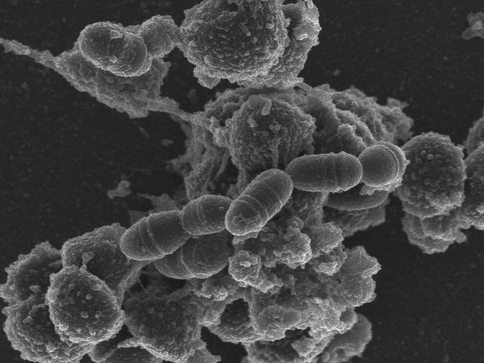 oudent-english | Pediatric Dentistry (Department of Pediatric Dentistry)