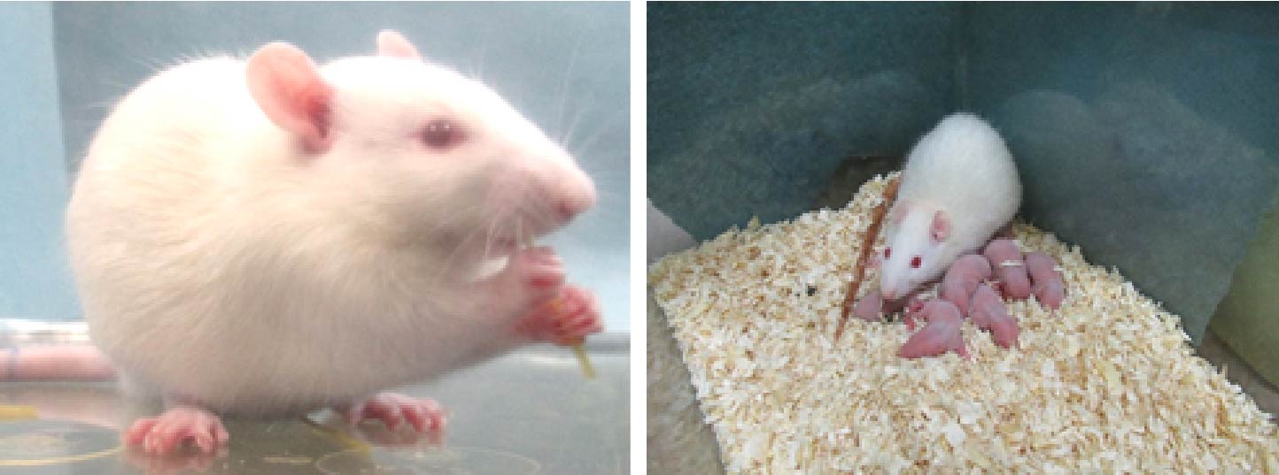 oudent-english | Oral Physiology (Department of Oral Physiology)