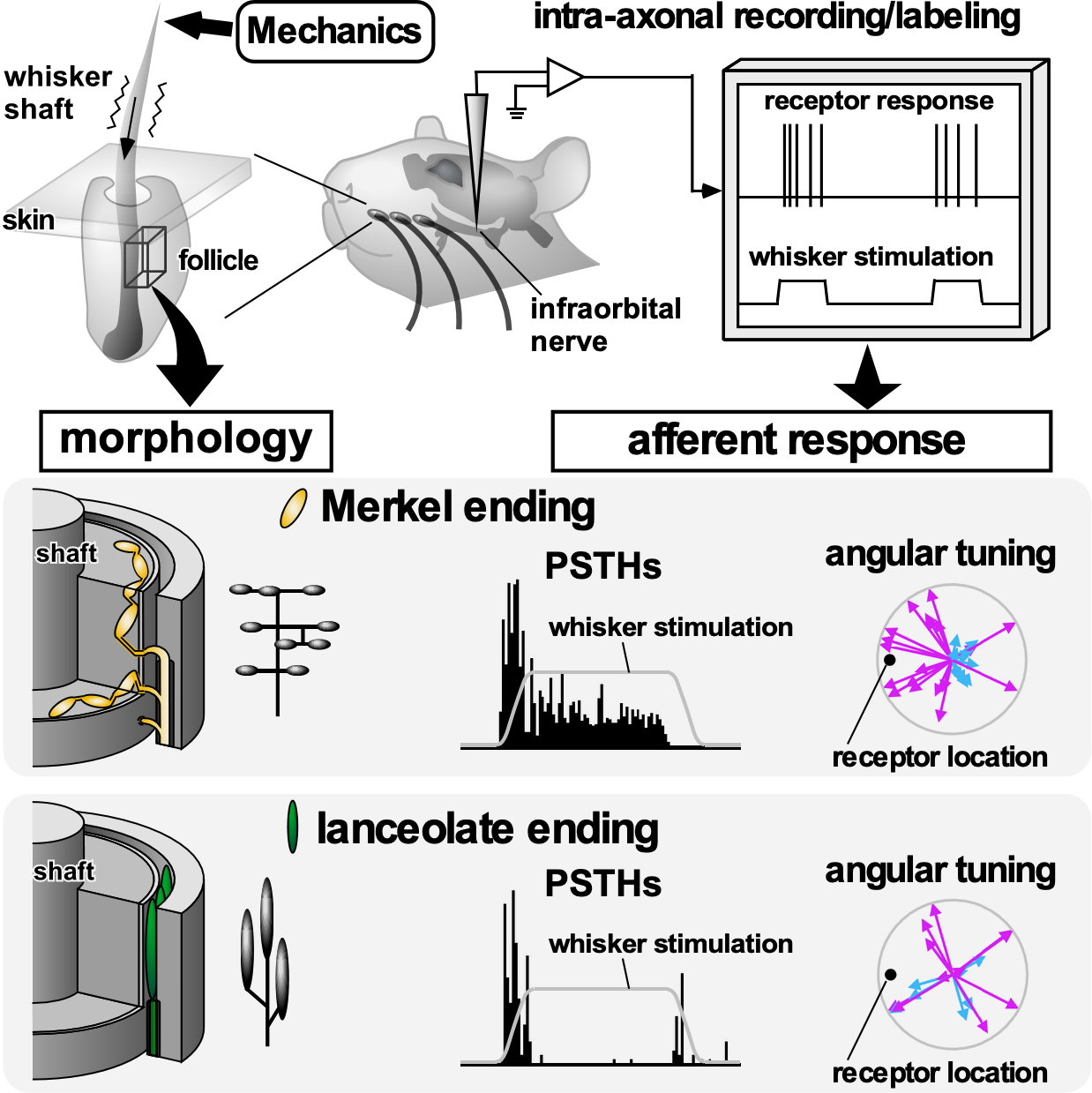 oudent-english | Sensorimotor circuit for tactile perception